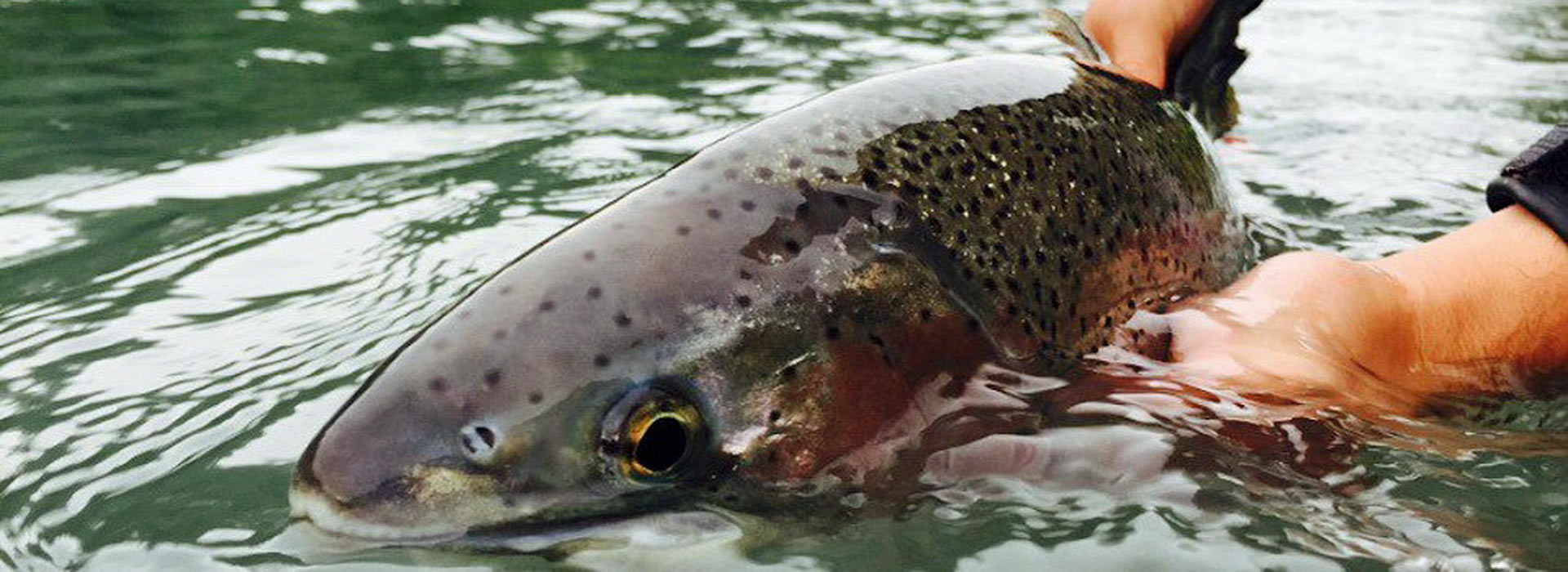 Alaska Salmon Photos and Kenai Rainbow Pictures - Kenai Wild Fishing